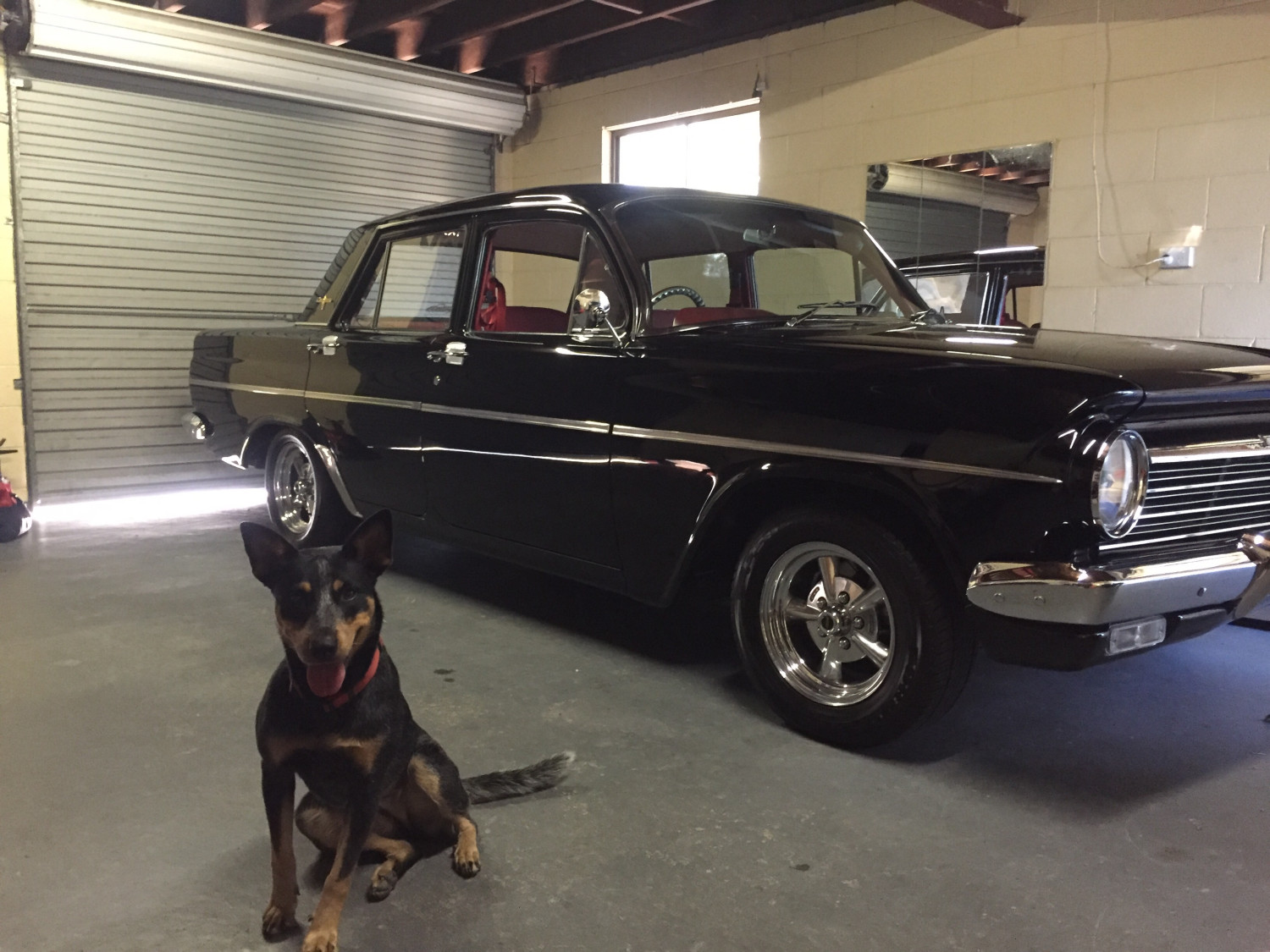 1964 Holden Eh premier - Johnnythered - Shannons Club