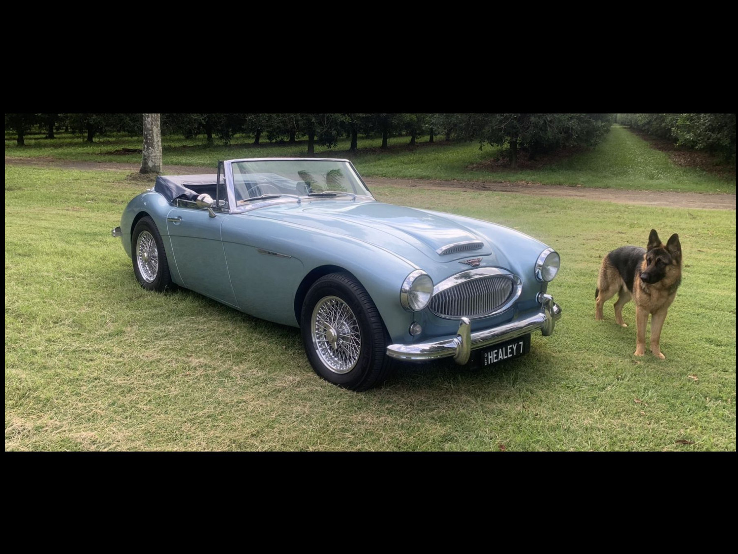 1963 Austin Healey 3000 MK2a BJ7 - Healey7 - Shannons Club