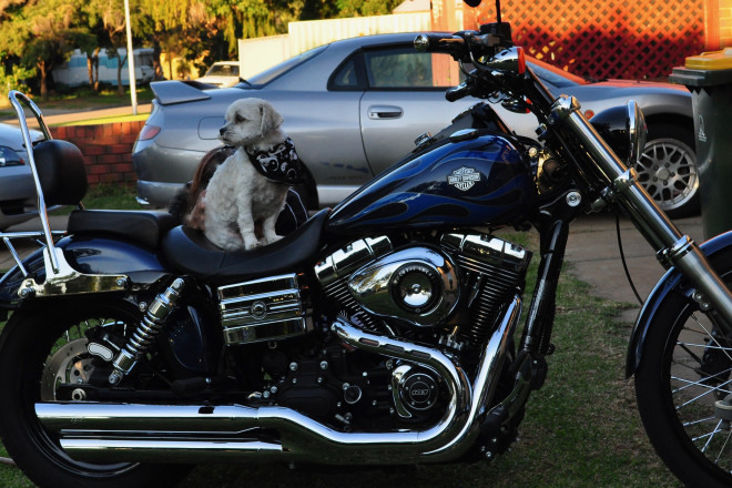 2002 Holden Special Vehicles Vu R8 Maloo | 2021 Shannons Club Online Show & Shine