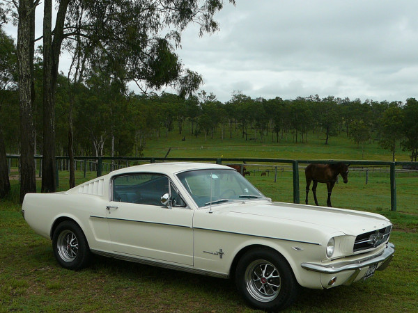 1965 Ford MUSTANG - steveg7262 - Shannons Club
